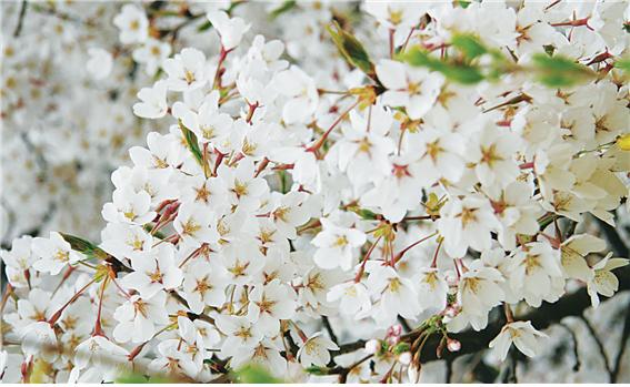 Let’s Go on a Picnic