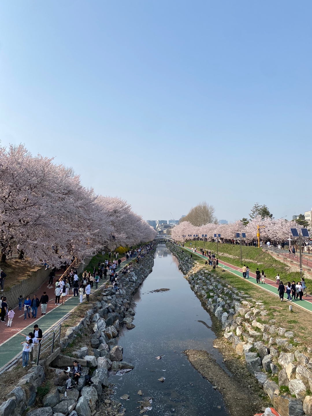 Forget Filters Because Korea's Springtime is Naturally Instagrammable